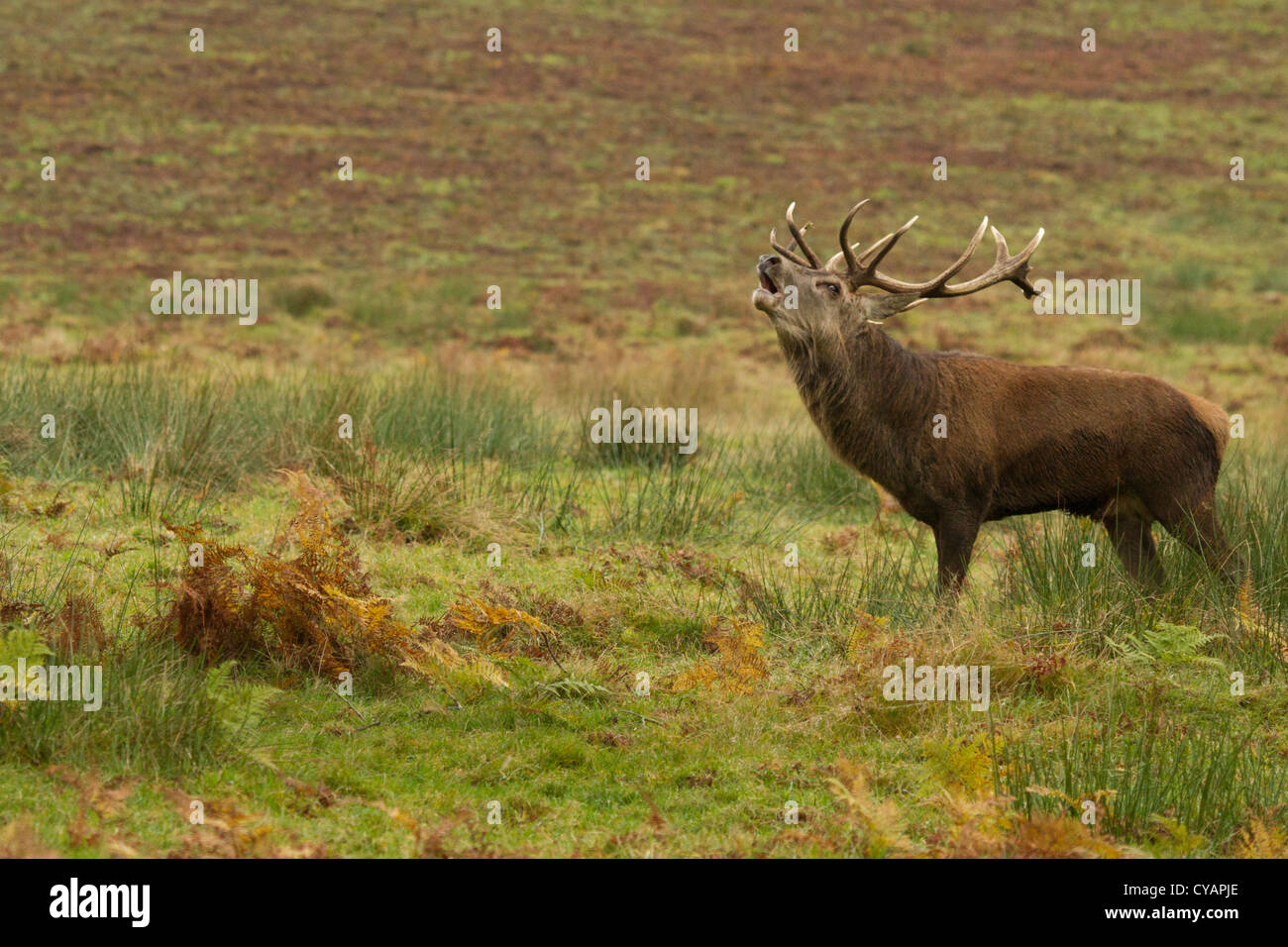 Red deer stag rutting Stock Photo - Alamy