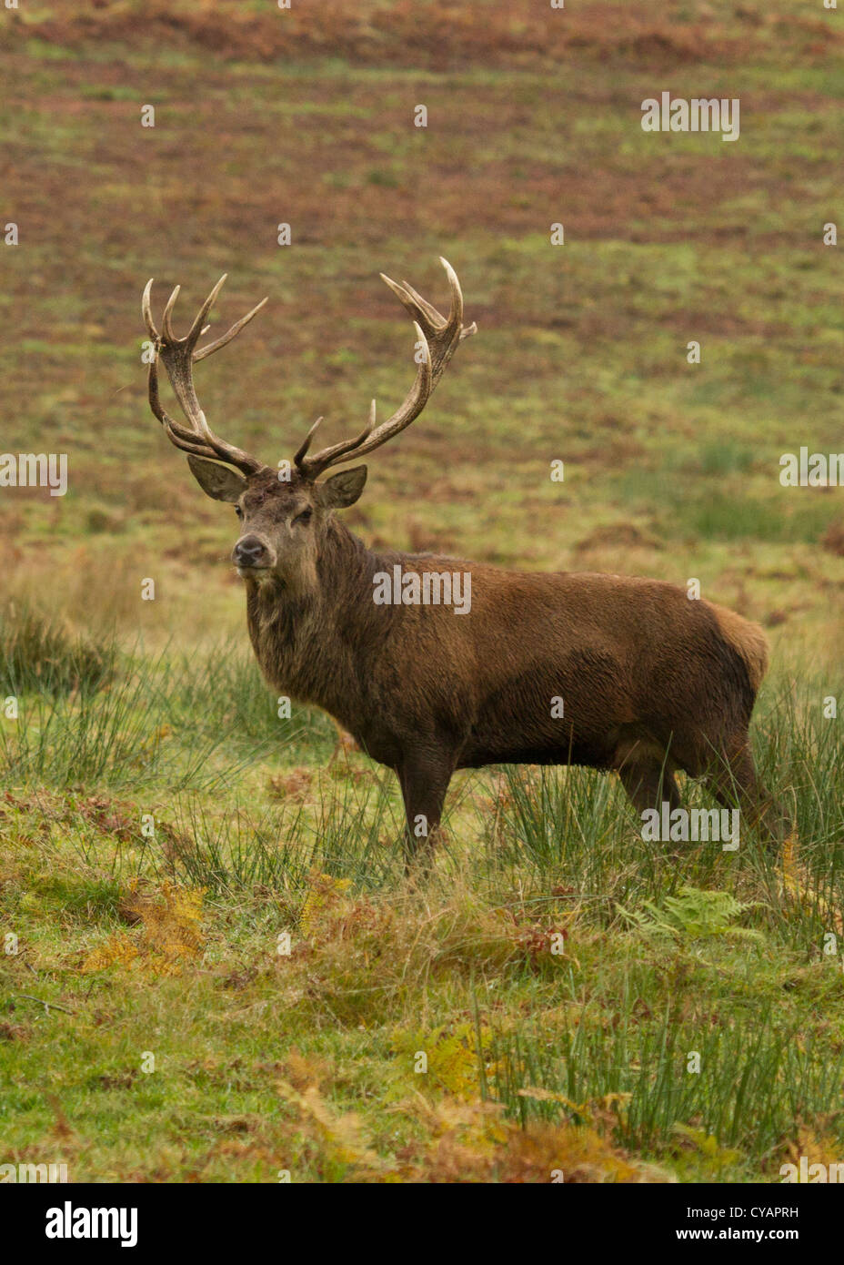 Red deer stag Stock Photo - Alamy