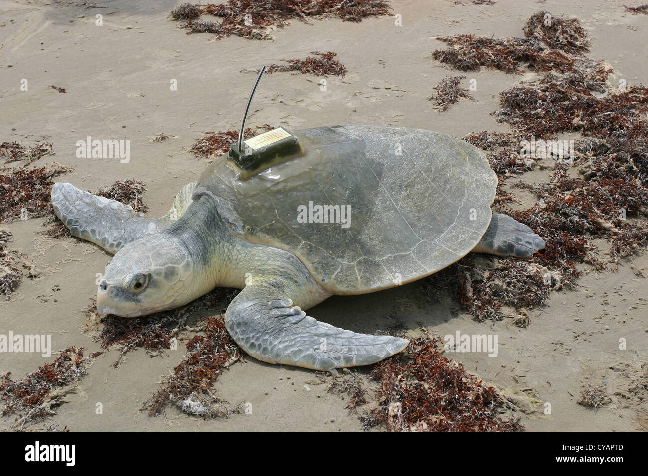 Sea turtle gps tracker hi-res stock photography and images - Alamy