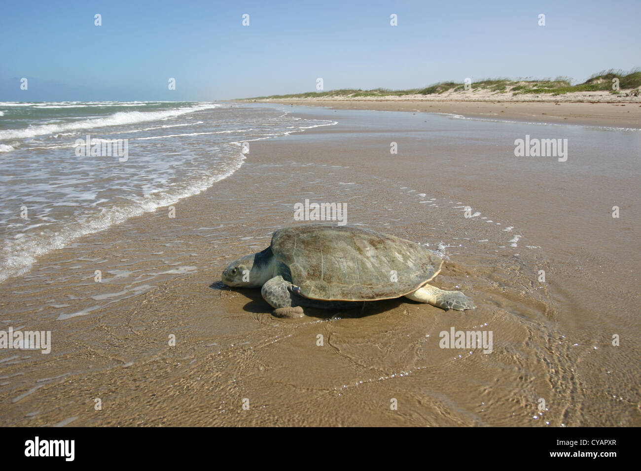 A Kemp's Ridley sea turtle crawls back to the Gulf of Mexico on Padre ...