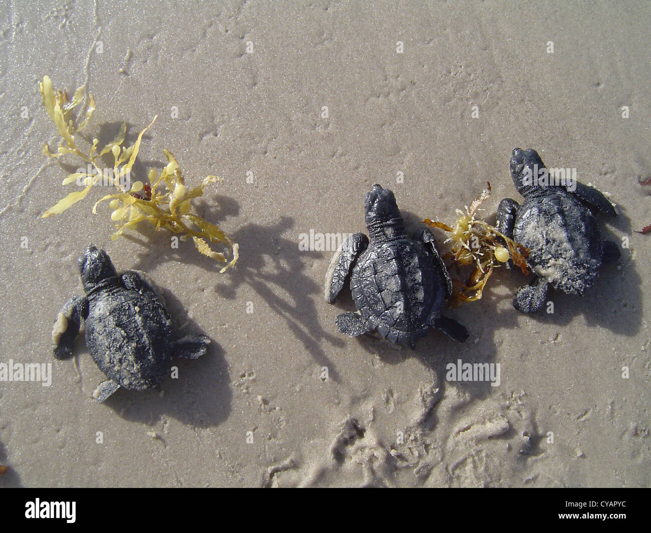 Kemp's Ridley sea turtle hatchlings make their way to the Gulf of ...