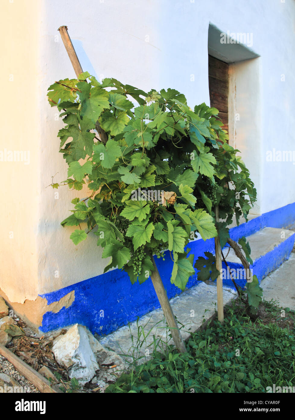 Grapevine house hi-res stock photography and images - Alamy
