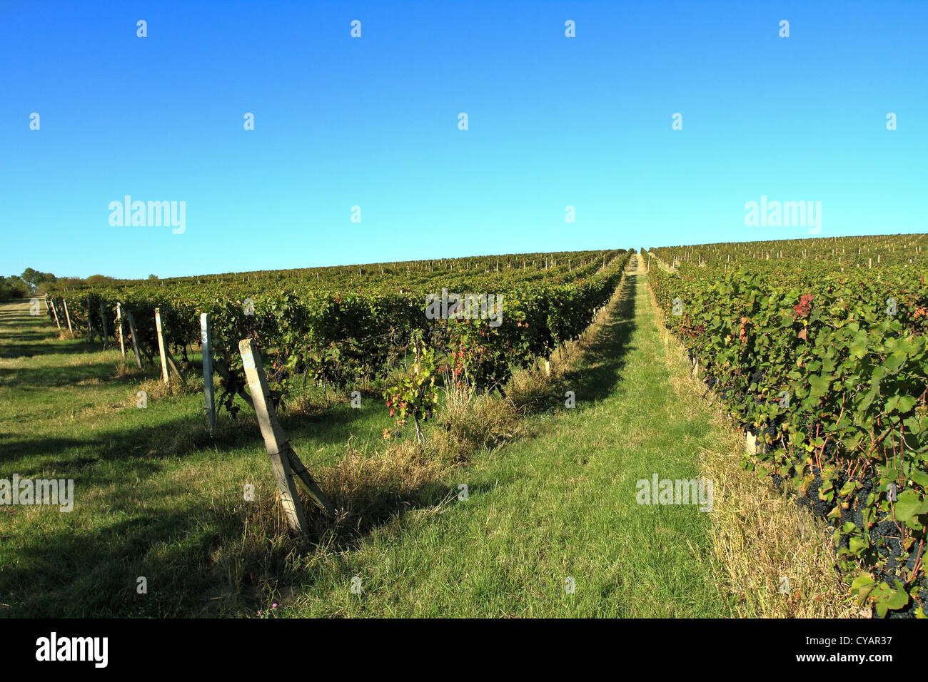 Vinery landscape hi-res stock photography and images - Alamy
