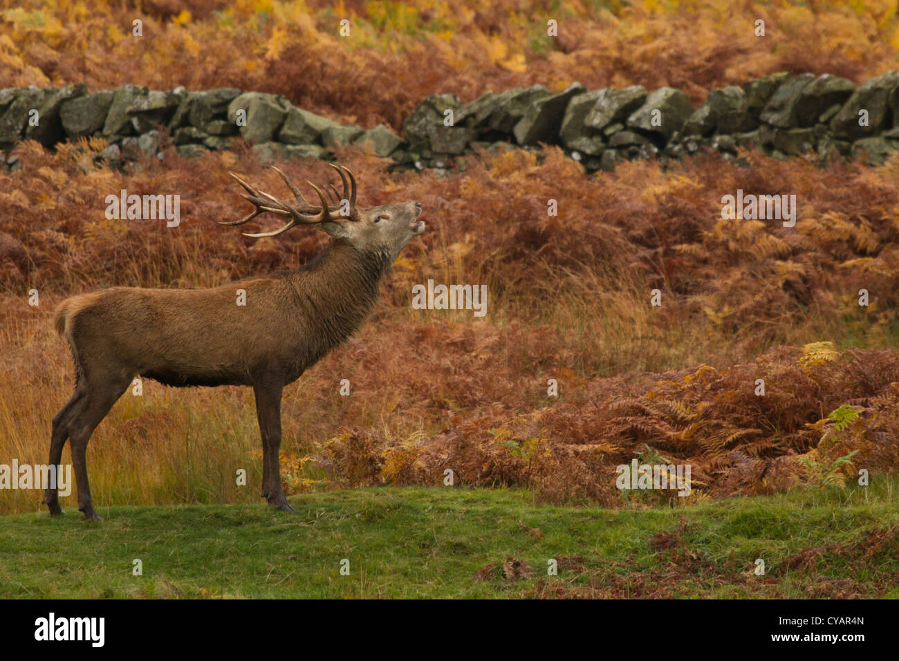 Red deer stag rutting Stock Photo - Alamy