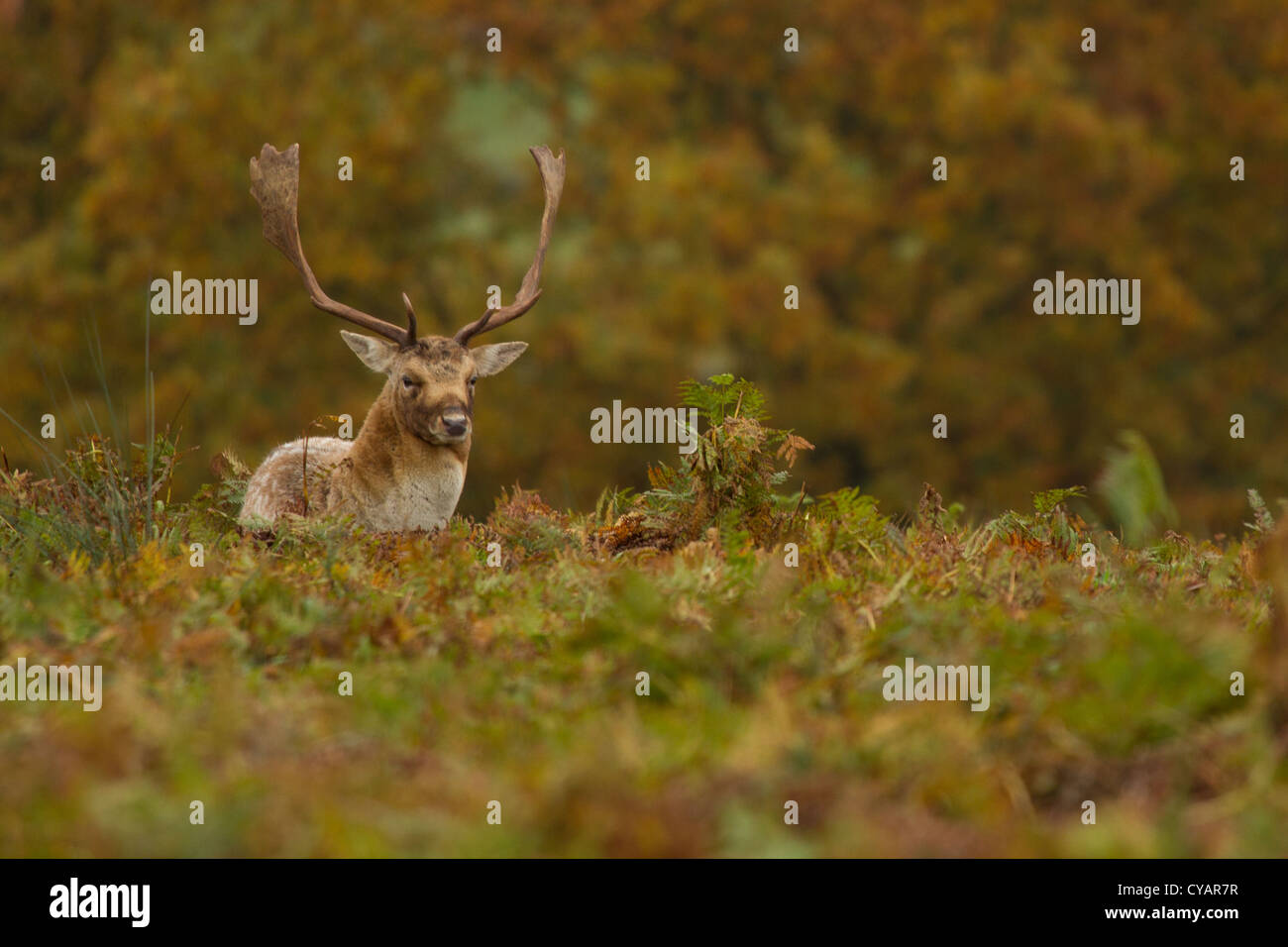Fallow deer stag Stock Photo - Alamy