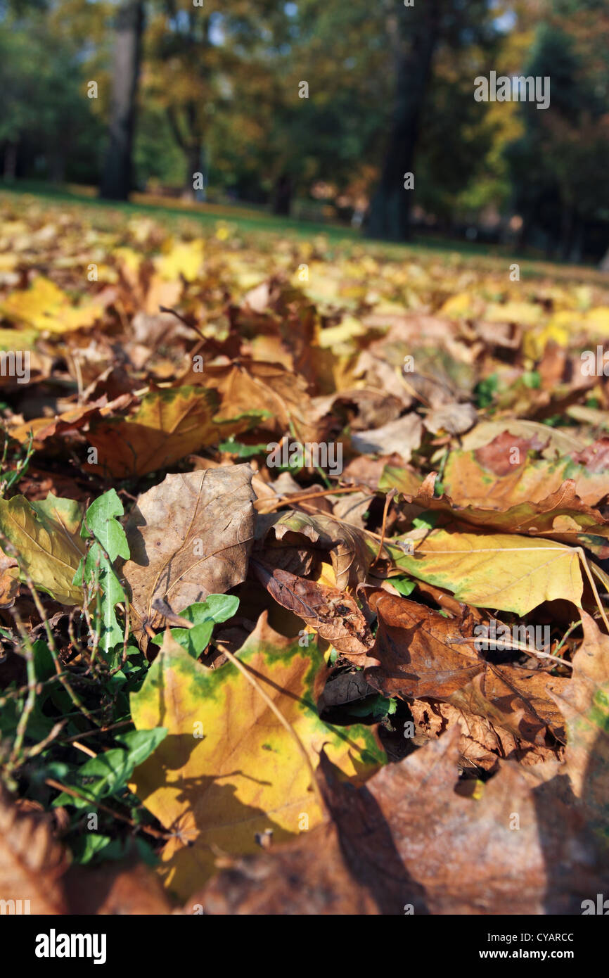 fallen autumn leaves Stock Photo - Alamy