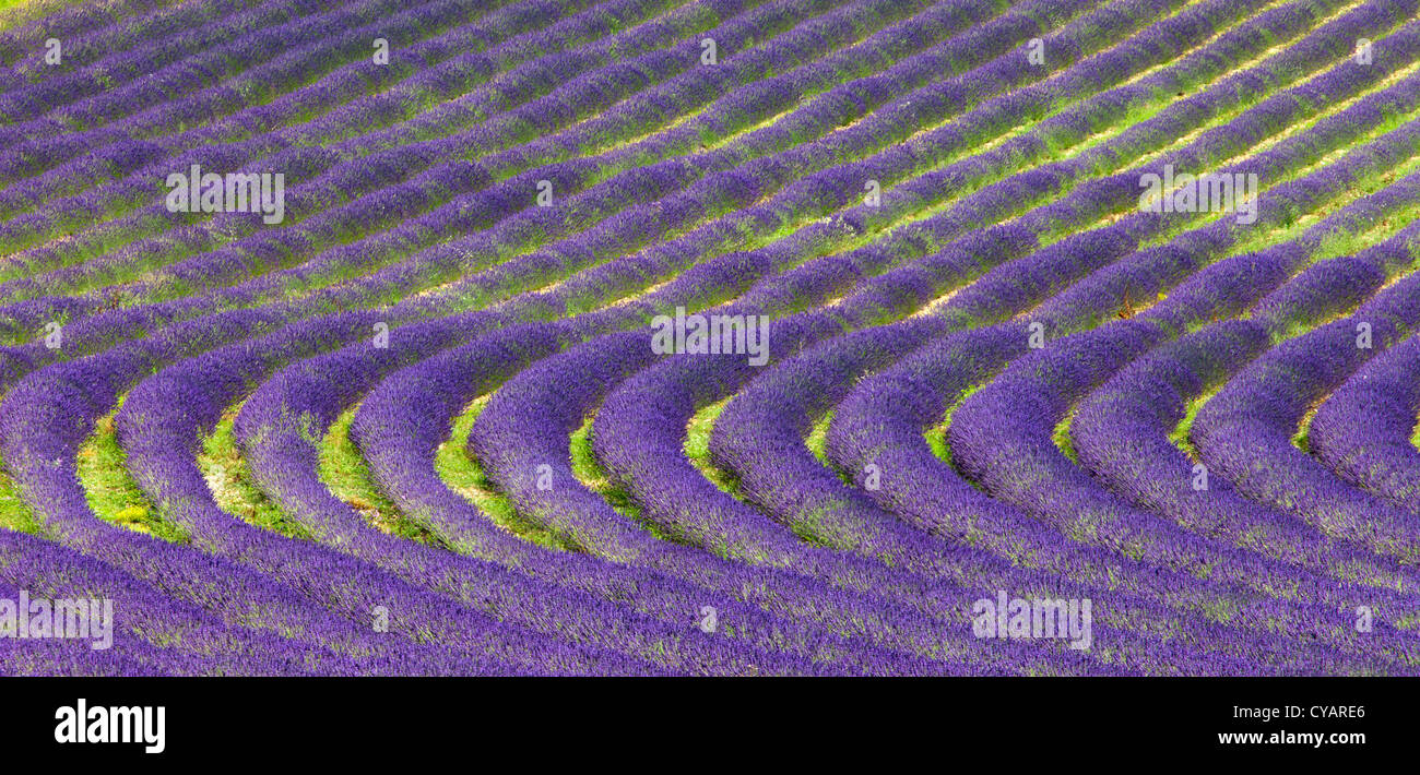 Lavender farm field rural france hi-res stock photography and images ...