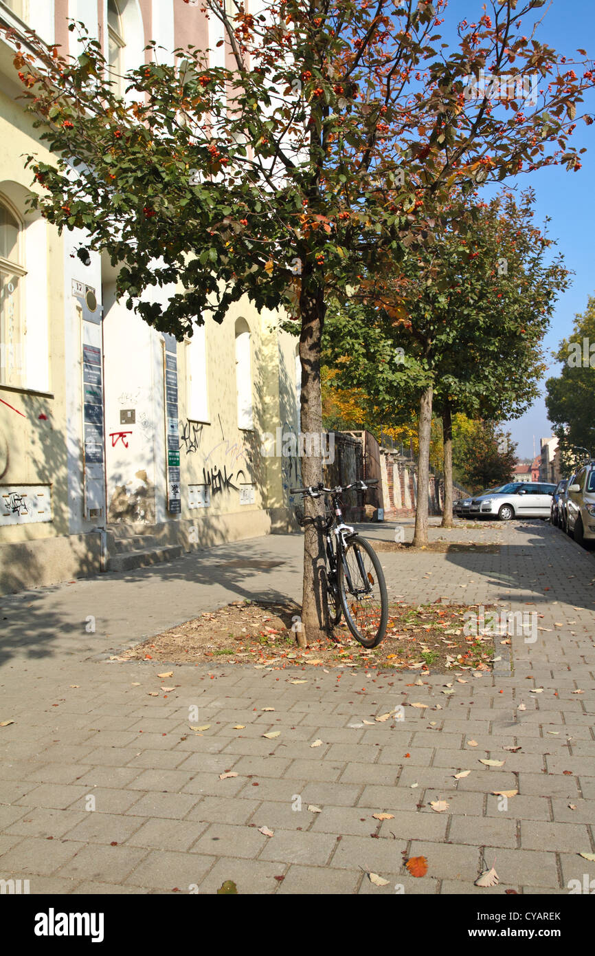 Bicycle leaning against a tree Stock Photo - Alamy