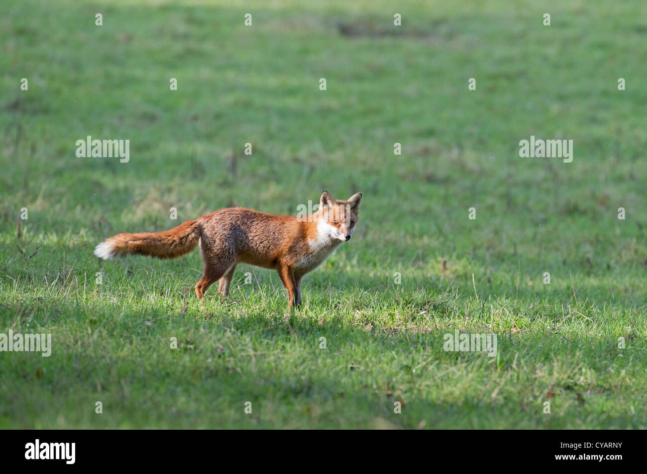 MALE RED FOX Vulpes vulpes.UK Stock Photo - Alamy