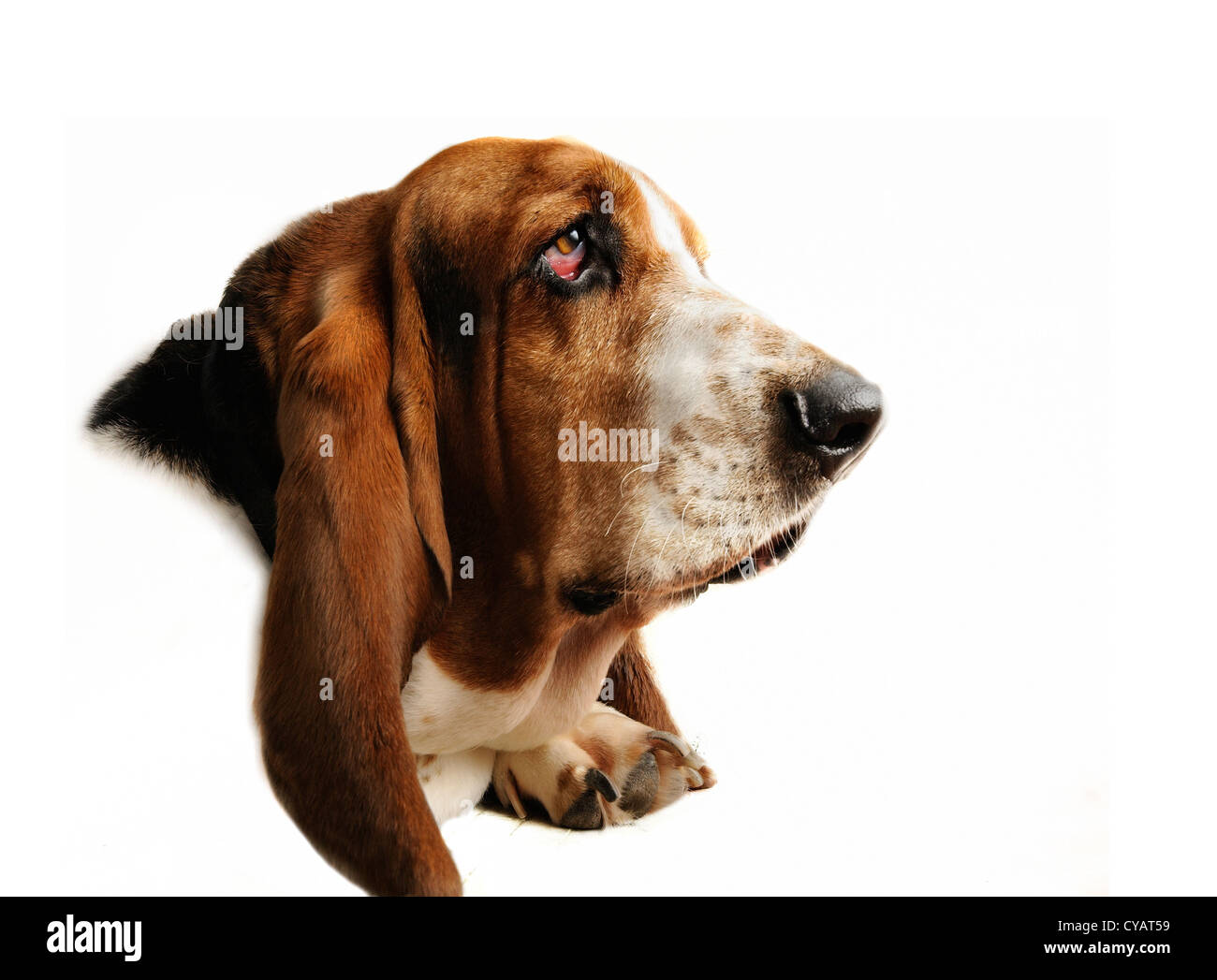 Head of brown and White Basset Hound isolated on white background Stock ...