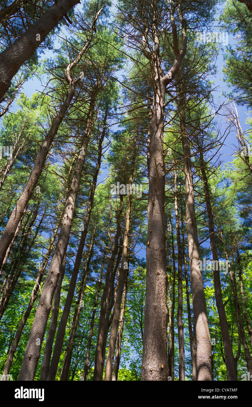 FOREST SANFORDTOWN RD REDDING CONNECTICUT 06896 Stock Photo - Alamy