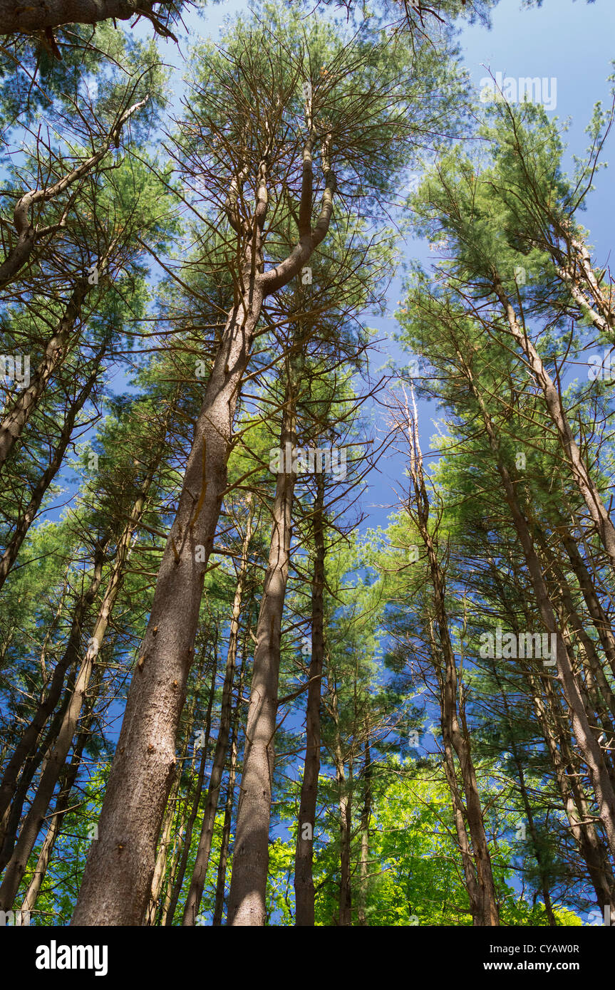 Southern pine forest hi-res stock photography and images - Alamy