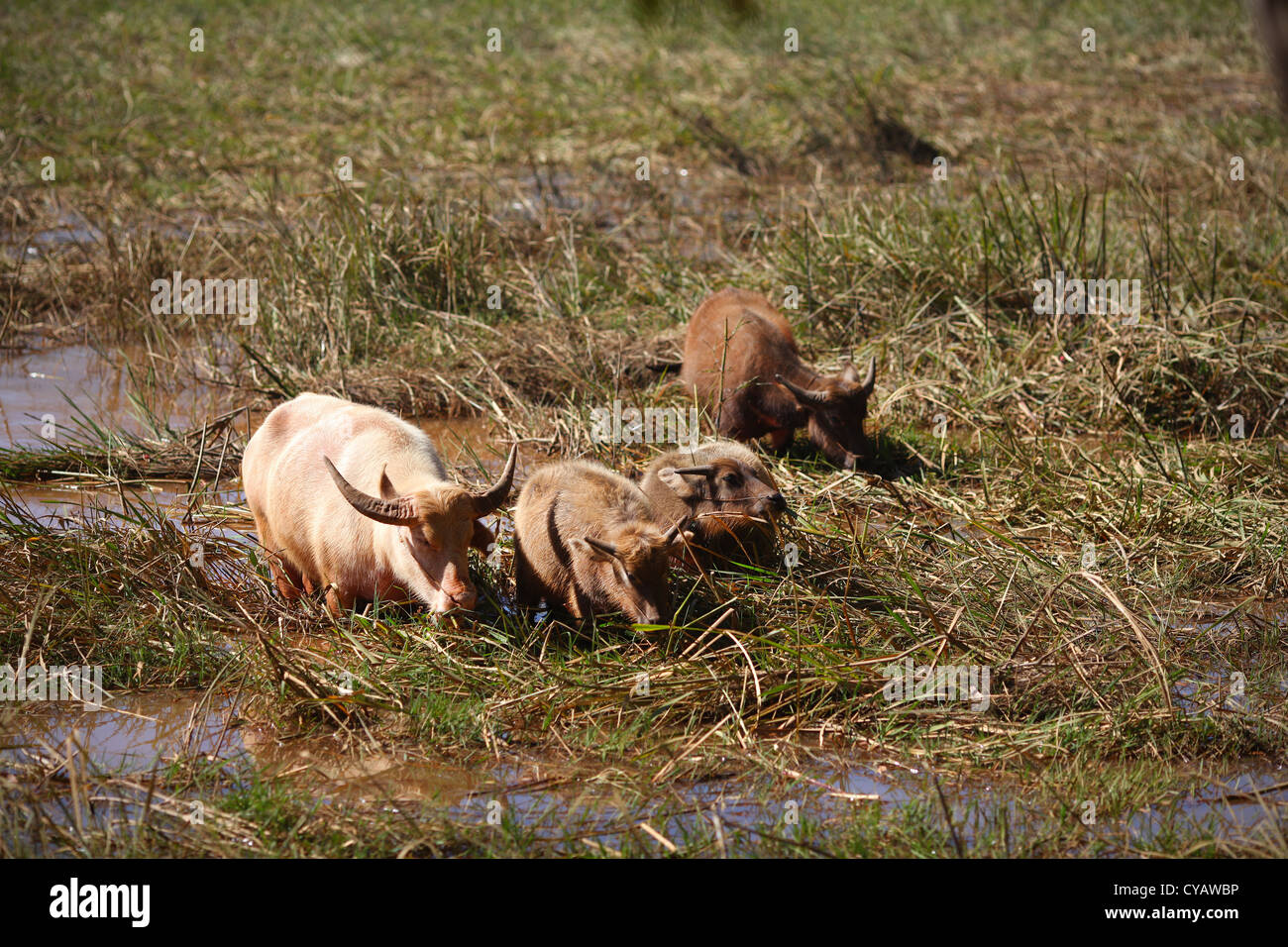 White domesticated water buffalo hi-res stock photography and images ...