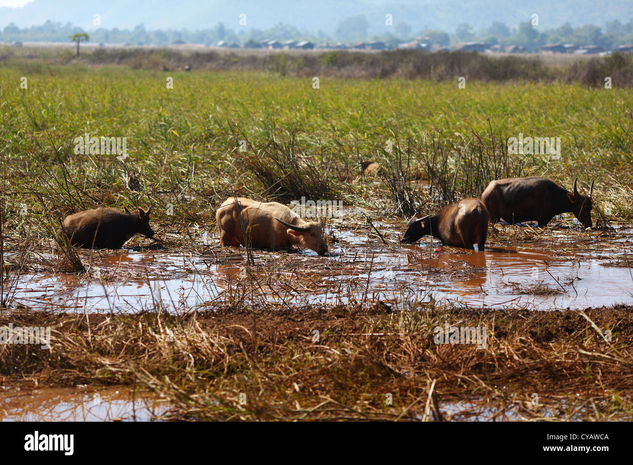 Myanmar drinking water hi-res stock photography and images - Alamy