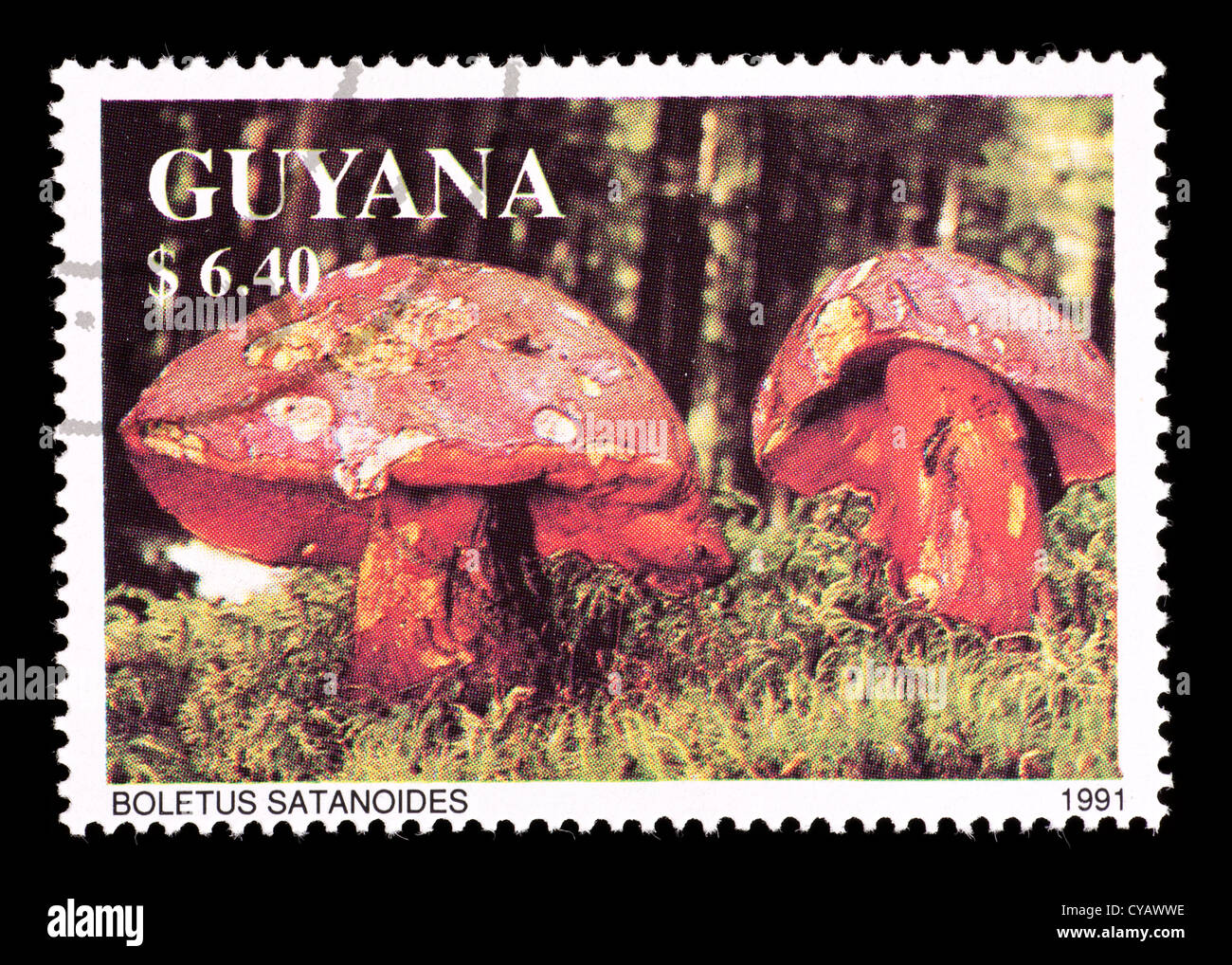 Boletus satanoides hi-res stock photography and images - Alamy