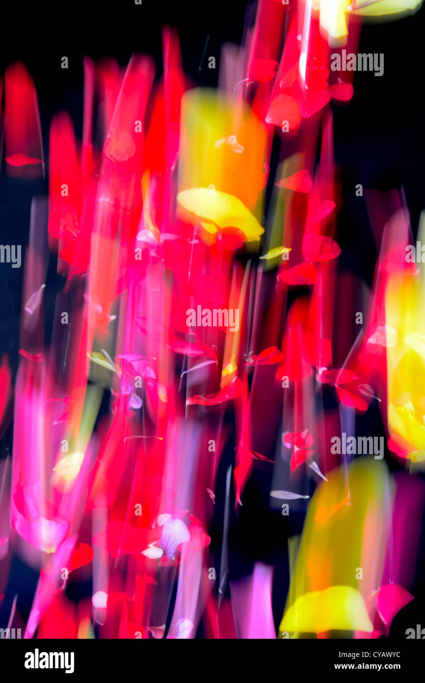 Falling flower petals Stock Photo - Alamy