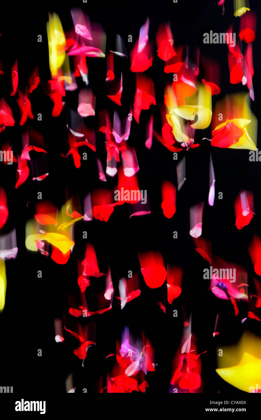 Rose petals falling hi-res stock photography and images - Alamy