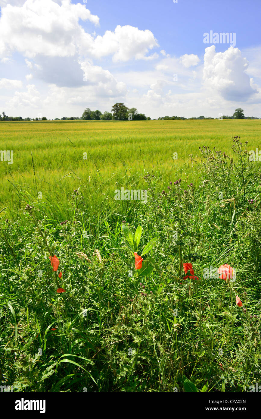 flowers in countryside Stock Photo - Alamy