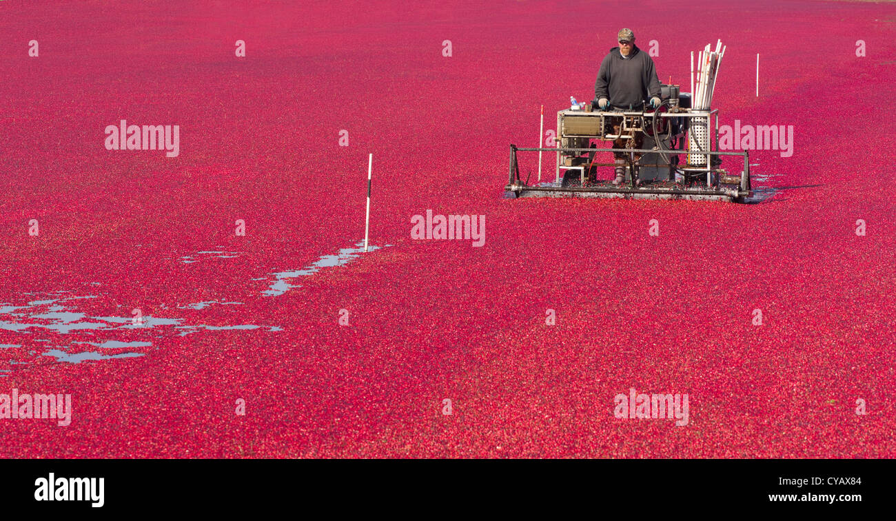 A Farmer of Cranberries cultivates his crop right before harvest Stock ...