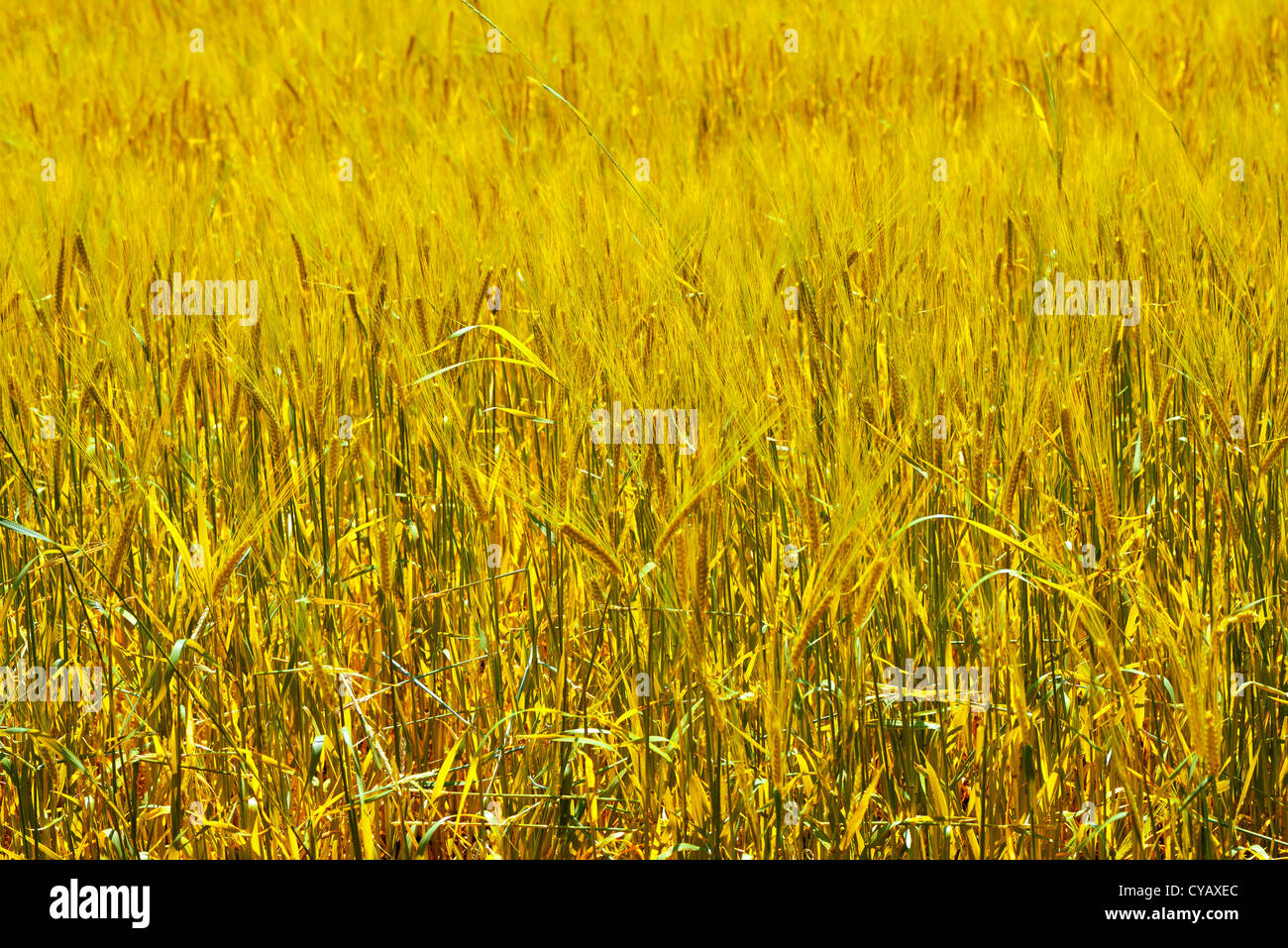 British farm sheep crops hi-res stock photography and images - Alamy