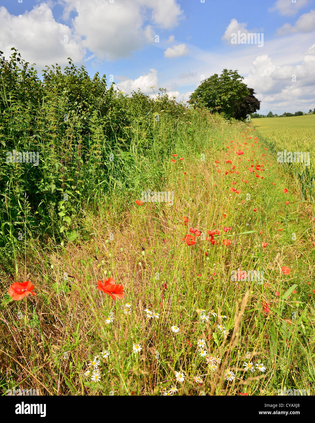 countryside with flowers Stock Photo - Alamy