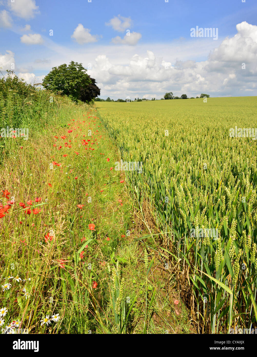 countryside with flowers Stock Photo - Alamy