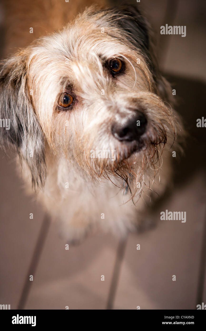 Dog Portrait - Brevard, North Carolina USA Stock Photo - Alamy
