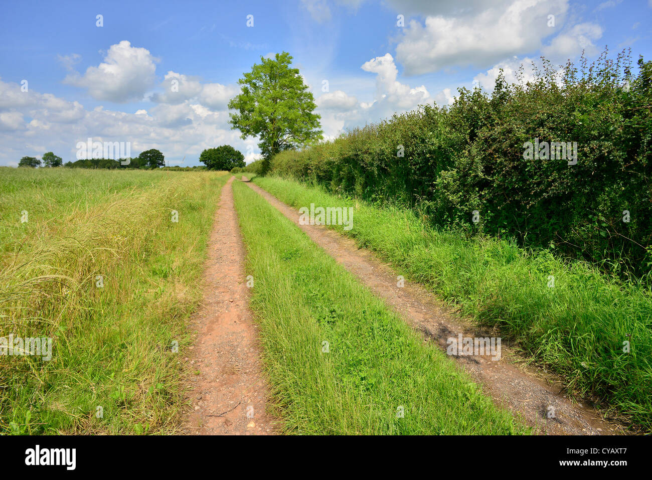 countryside with flowers Stock Photo - Alamy