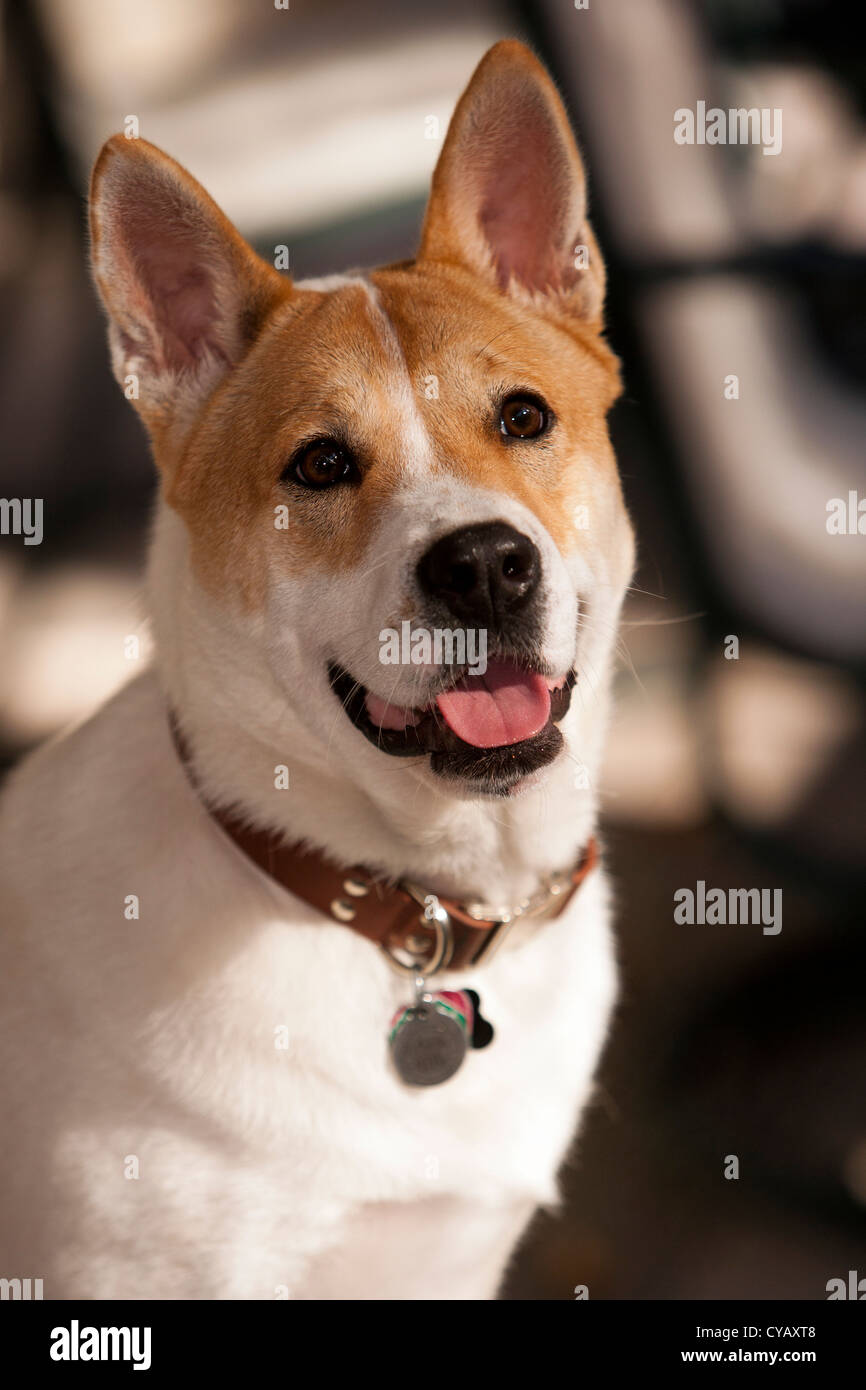 Dog Portrait - Brevard, North Carolina USA Stock Photo - Alamy