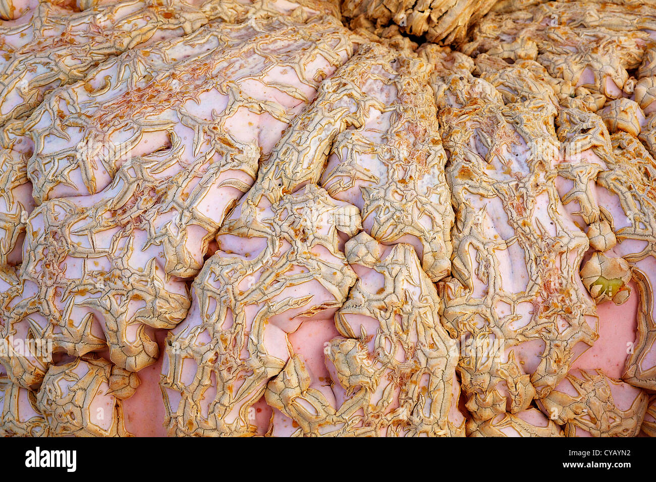 Warty squash hi-res stock photography and images - Alamy