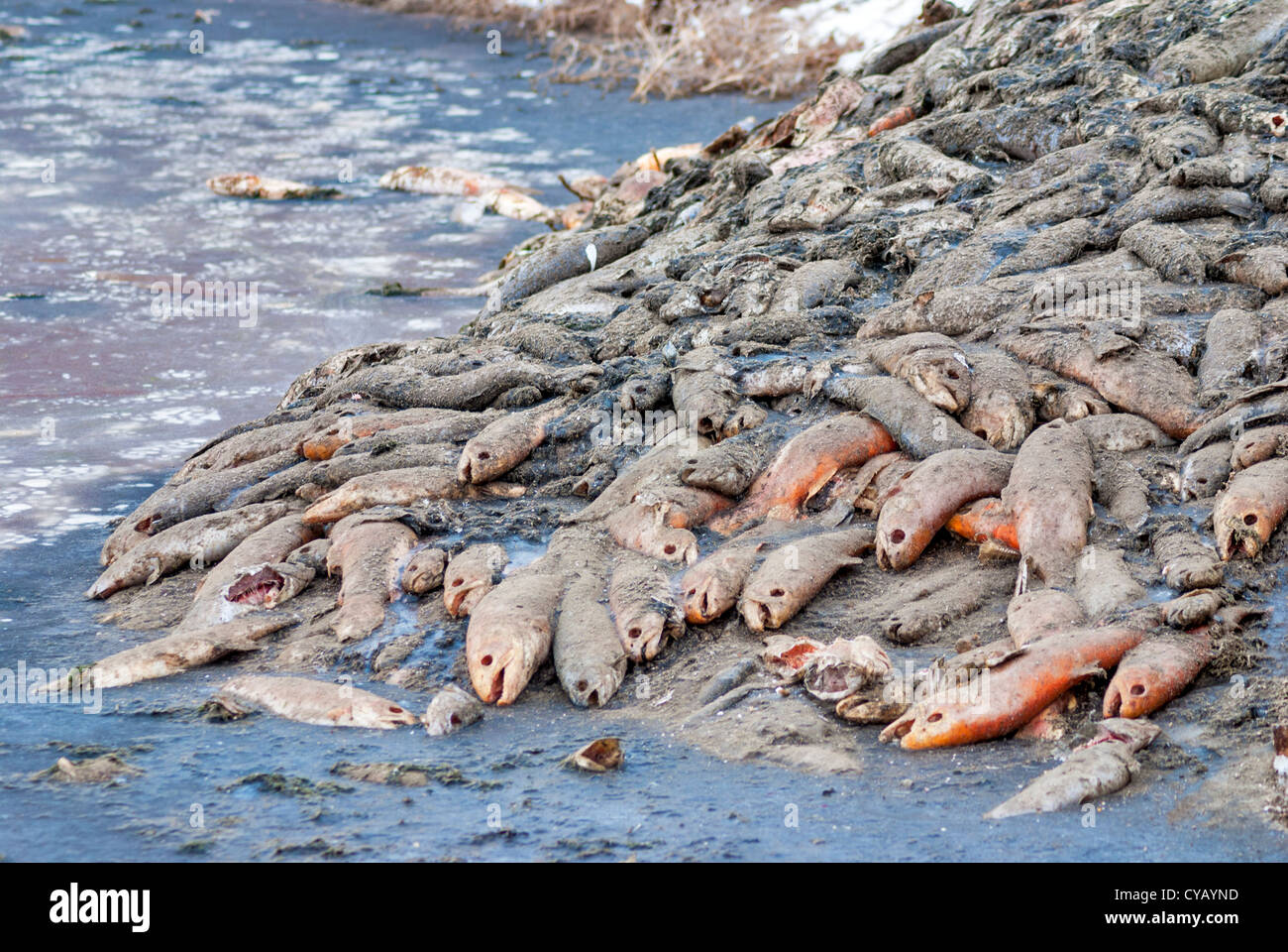 Pile of dead fish on the edge of a pond Stock Photo - Alamy