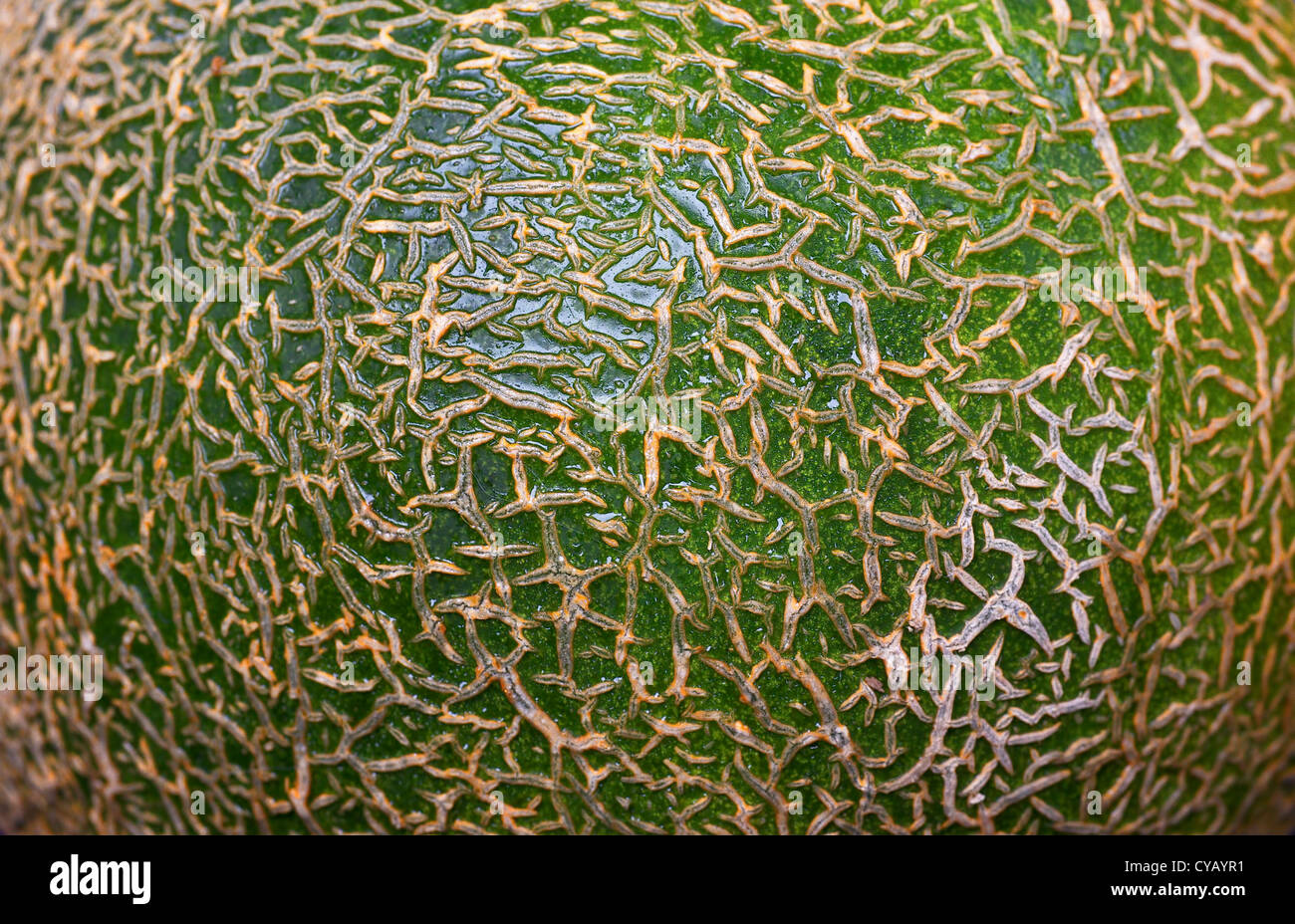 Cantaloupe melon skin green hi-res stock photography and images - Alamy