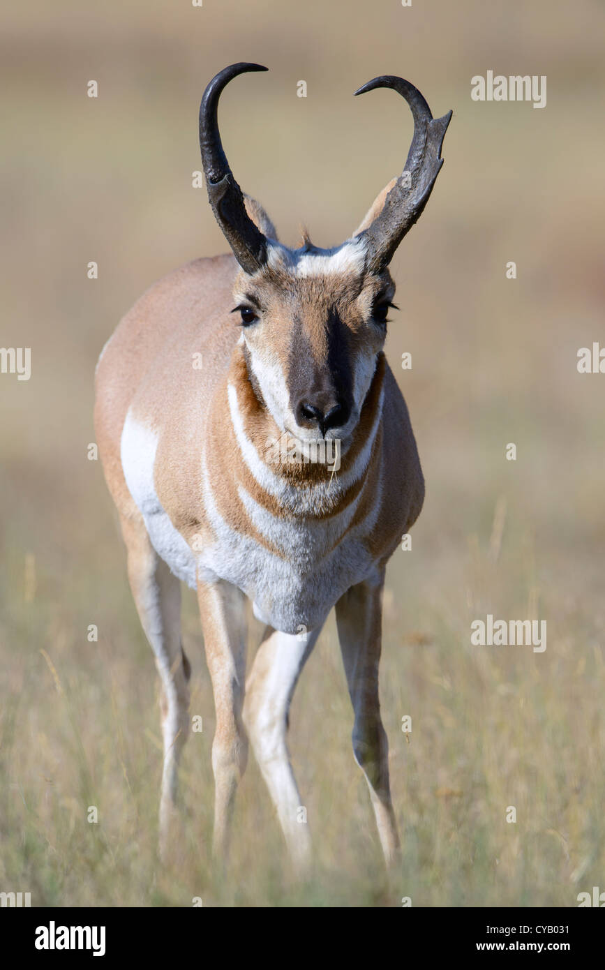 Pronghorn Buck Portrait Stock Photo - Alamy