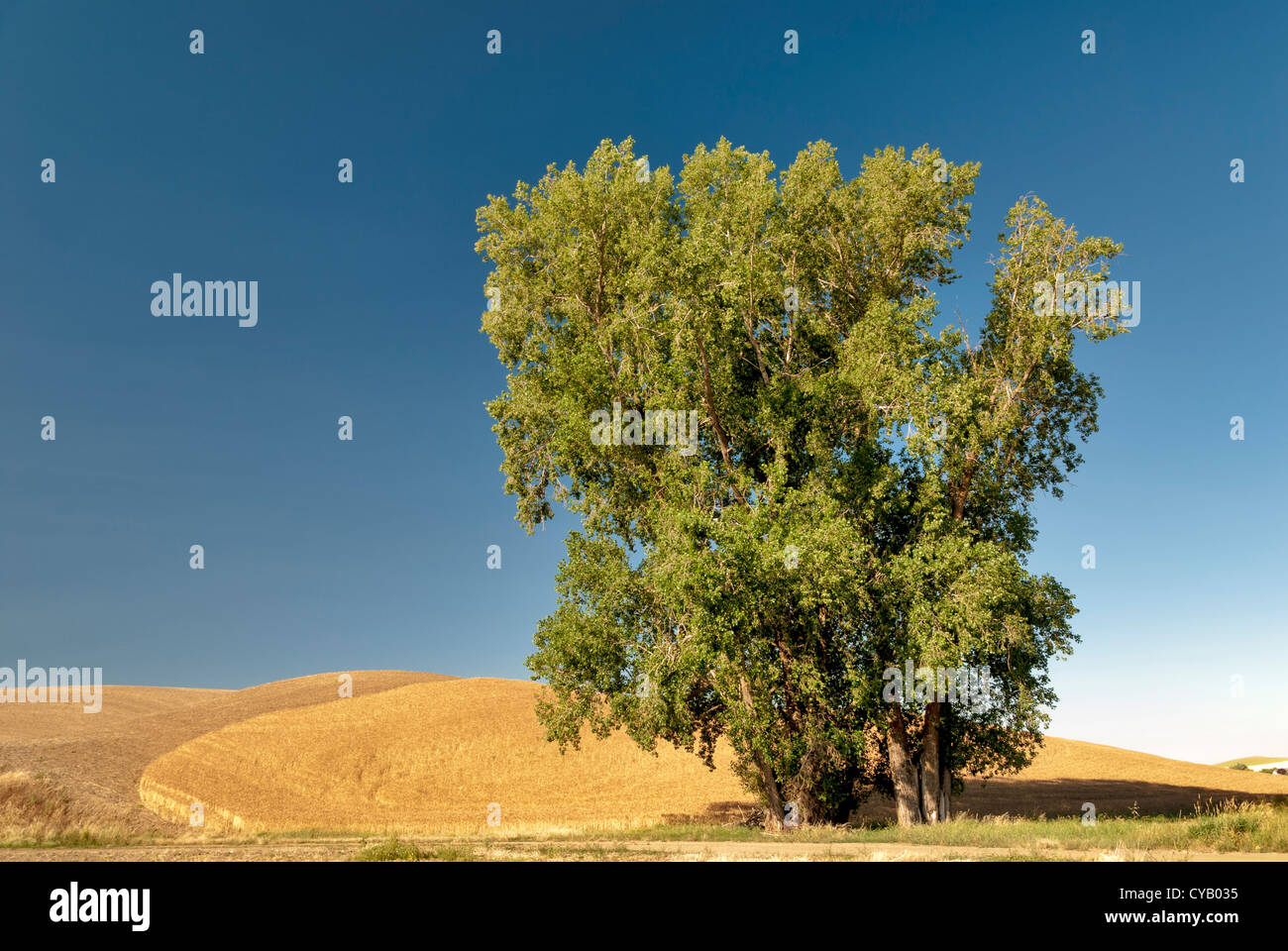 Tree in field wheat hi-res stock photography and images - Alamy