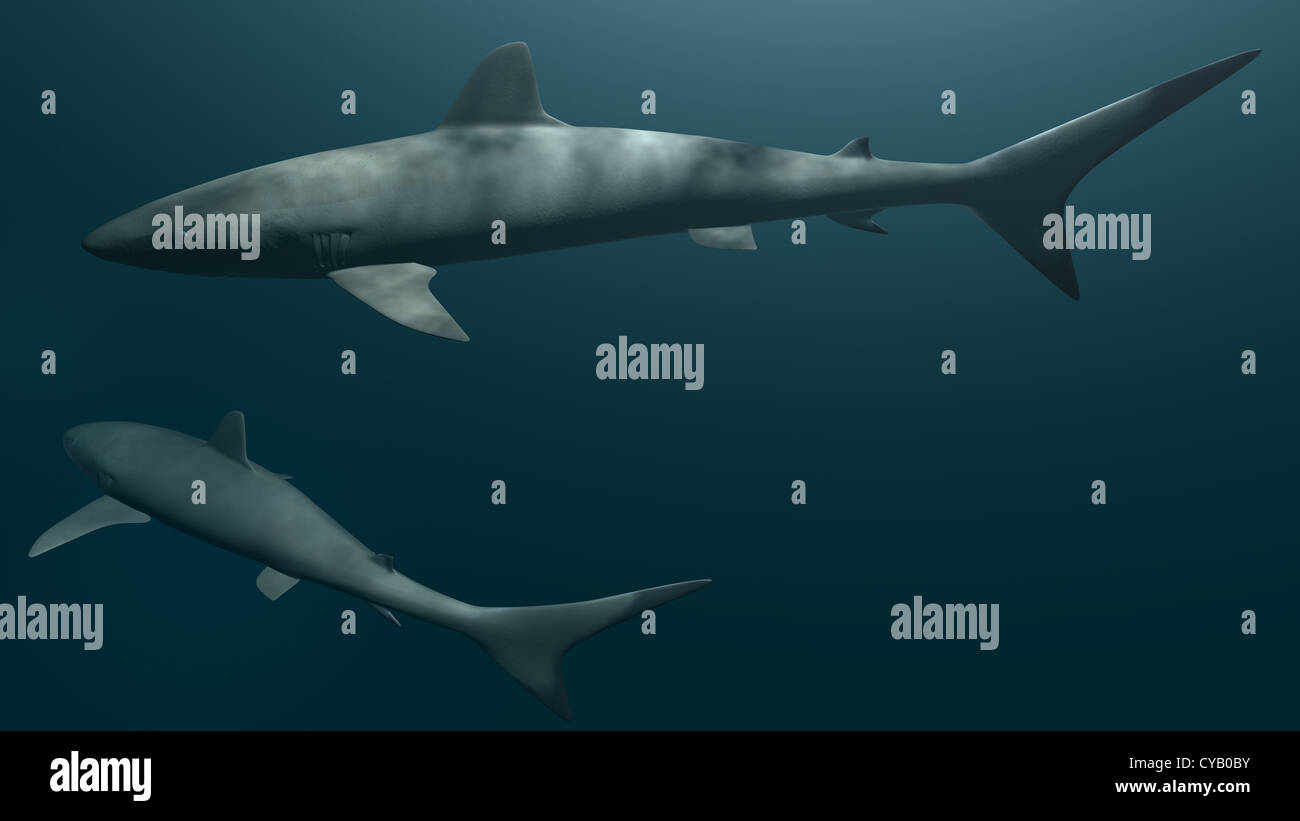 Honduras shark hi-res stock photography and images - Alamy