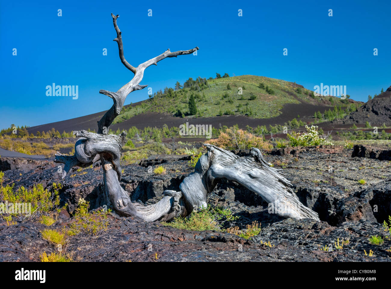 Craters of the moon national part dead tree in lava field Stock Photo ...