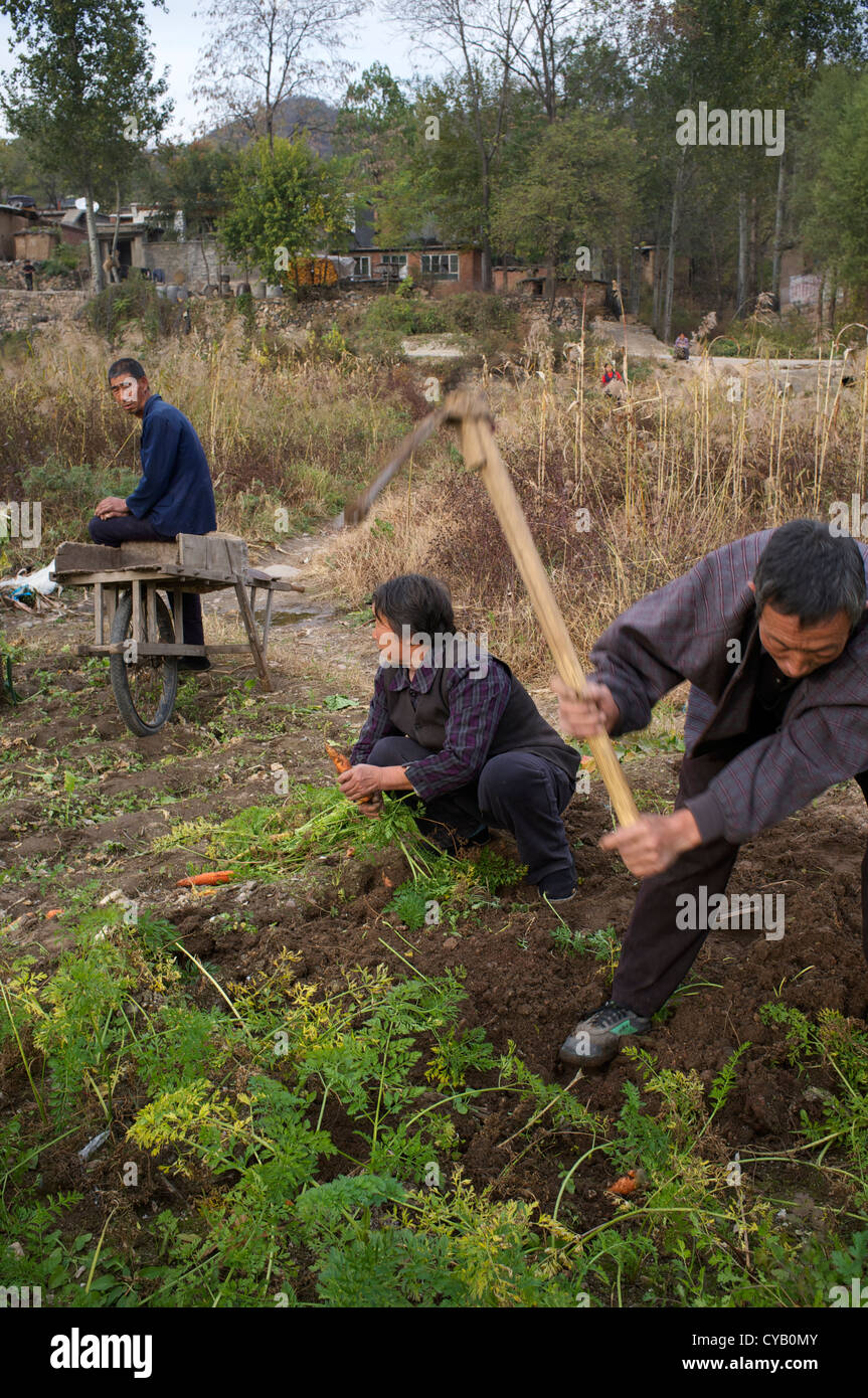 Chinese farmers grub for carrots in the fields in rural Pingshan, one ...