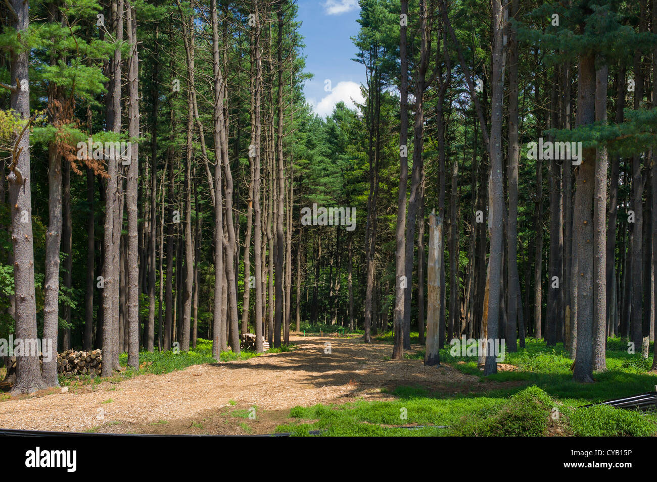 FOREST SANFORDTOWN RD REDDING CONNECTICUT 06896 Stock Photo - Alamy