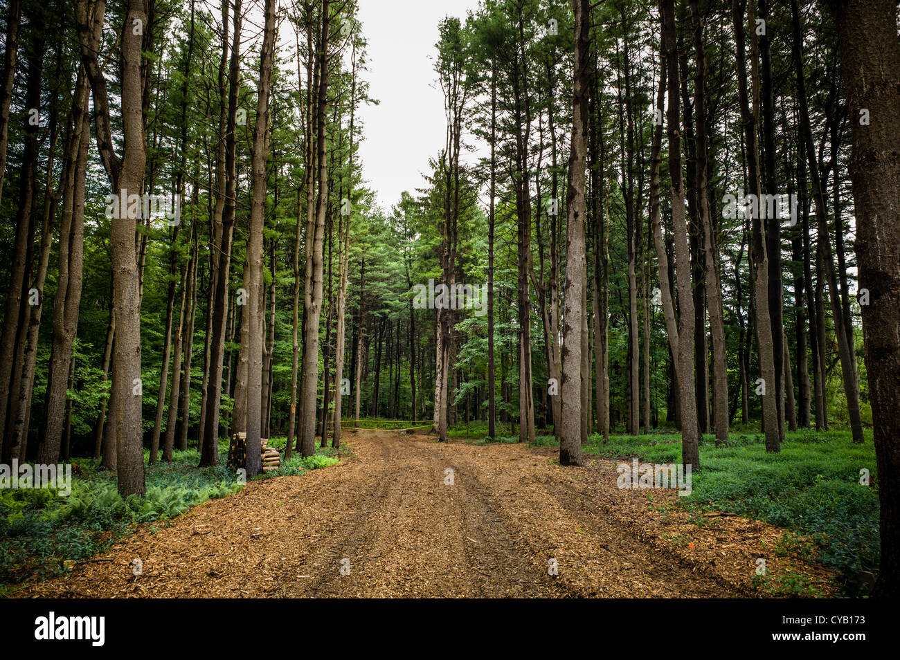 FOREST SANFORDTOWN RD REDDING CONNECTICUT 06896 Stock Photo - Alamy