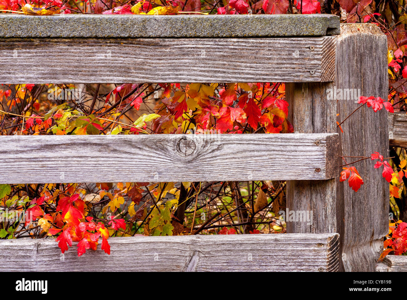 Wood Fence in a park with fall leaves Stock Photo - Alamy