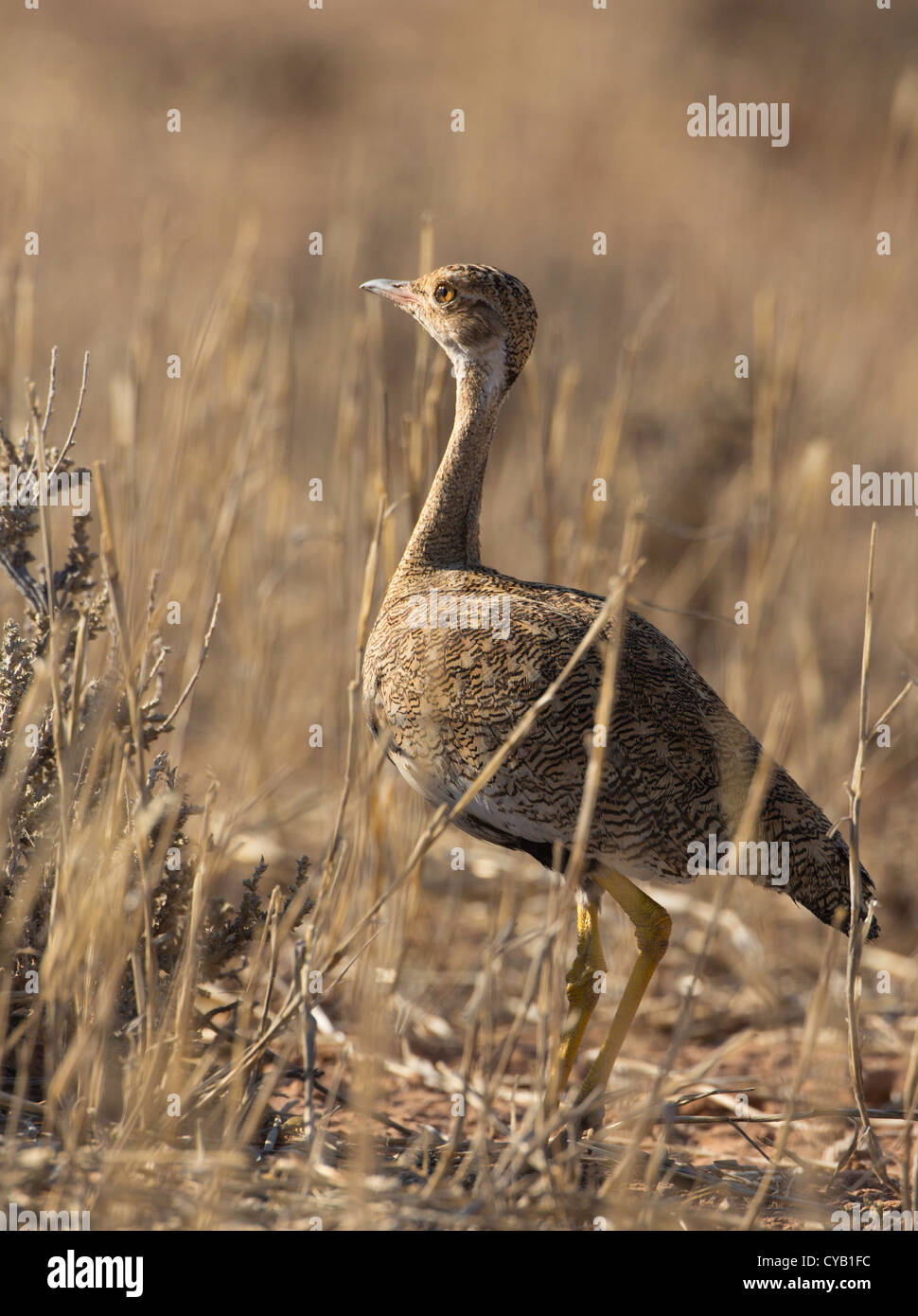 Female korhaan hi-res stock photography and images - Alamy