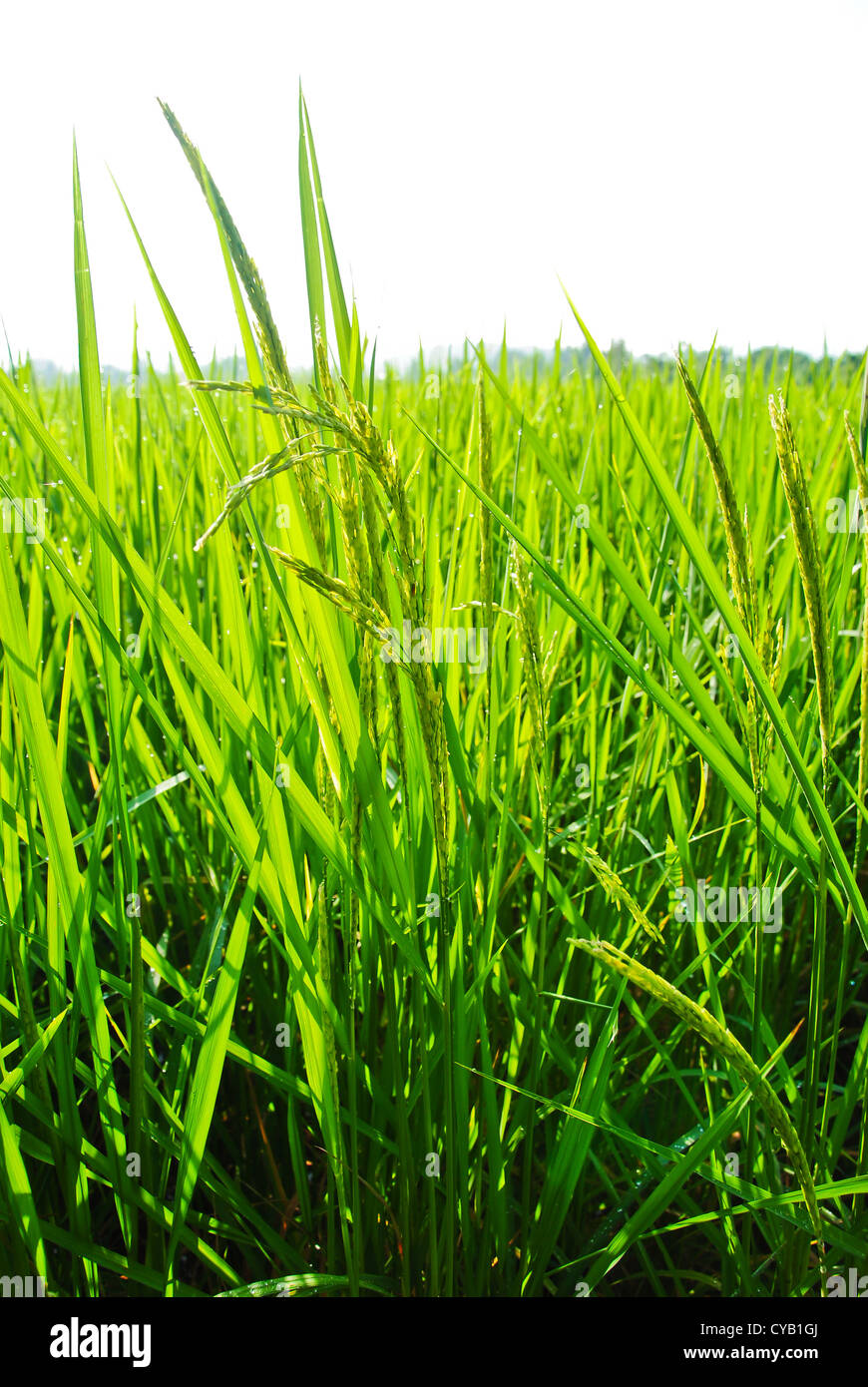 Rice field in farmland food of Asia Stock Photo - Alamy