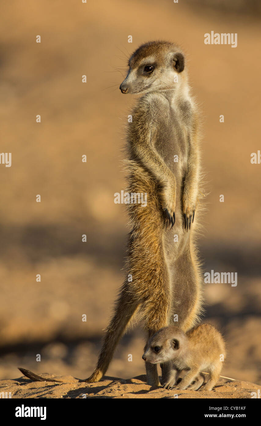 suricate meerkat with baby Stock Photo - Alamy