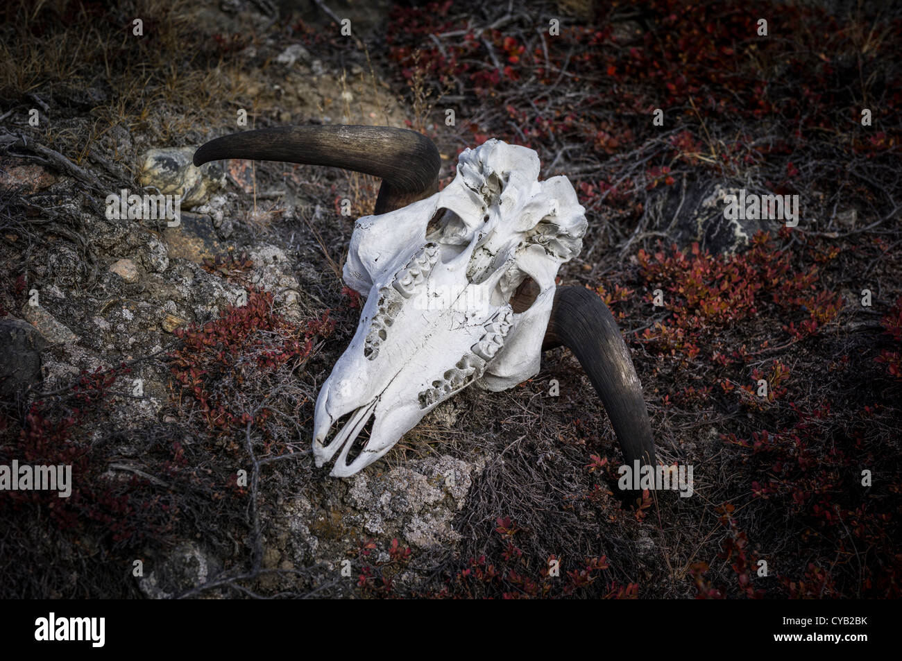 FREDERIKSDAL NATIONAL PARK GREENLAND Stock Photo - Alamy
