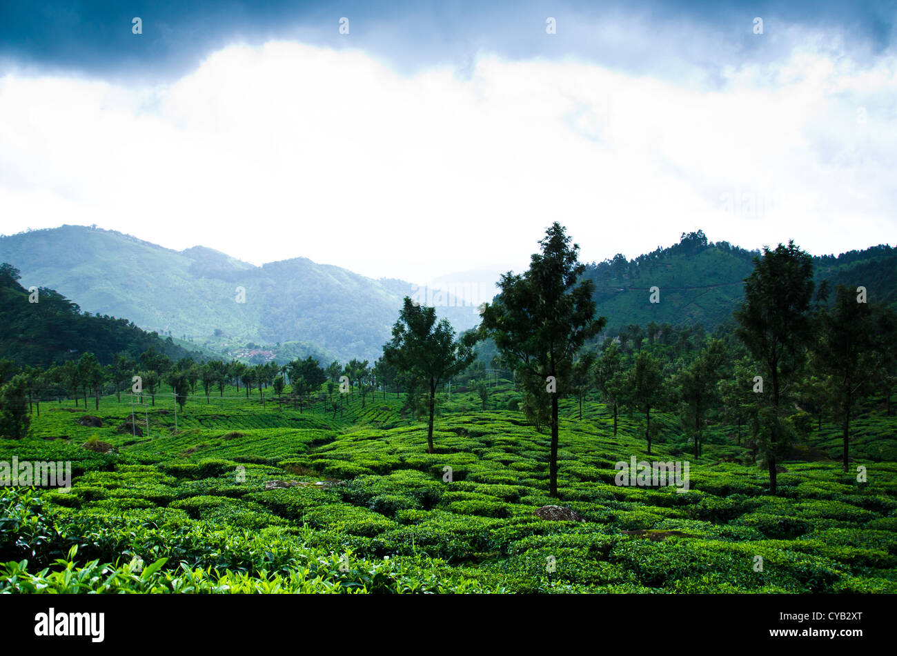 Beauty of Munnar Stock Photo - Alamy