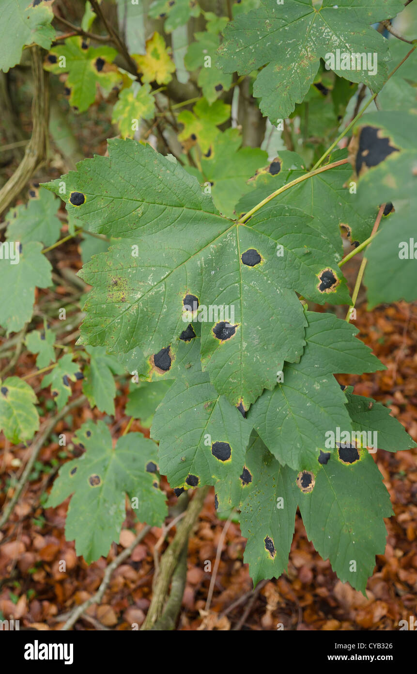 infected sycamore tree tar spot Rhytisma acerinum a fungus on maple ...