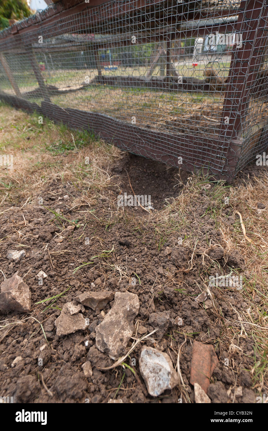 Death rabbit hi-res stock photography and images - Alamy