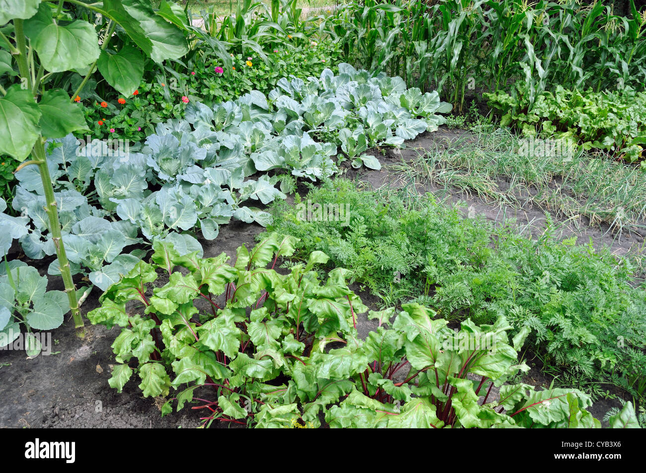 organically cultivated various vegetables in the vegetable garden Stock ...