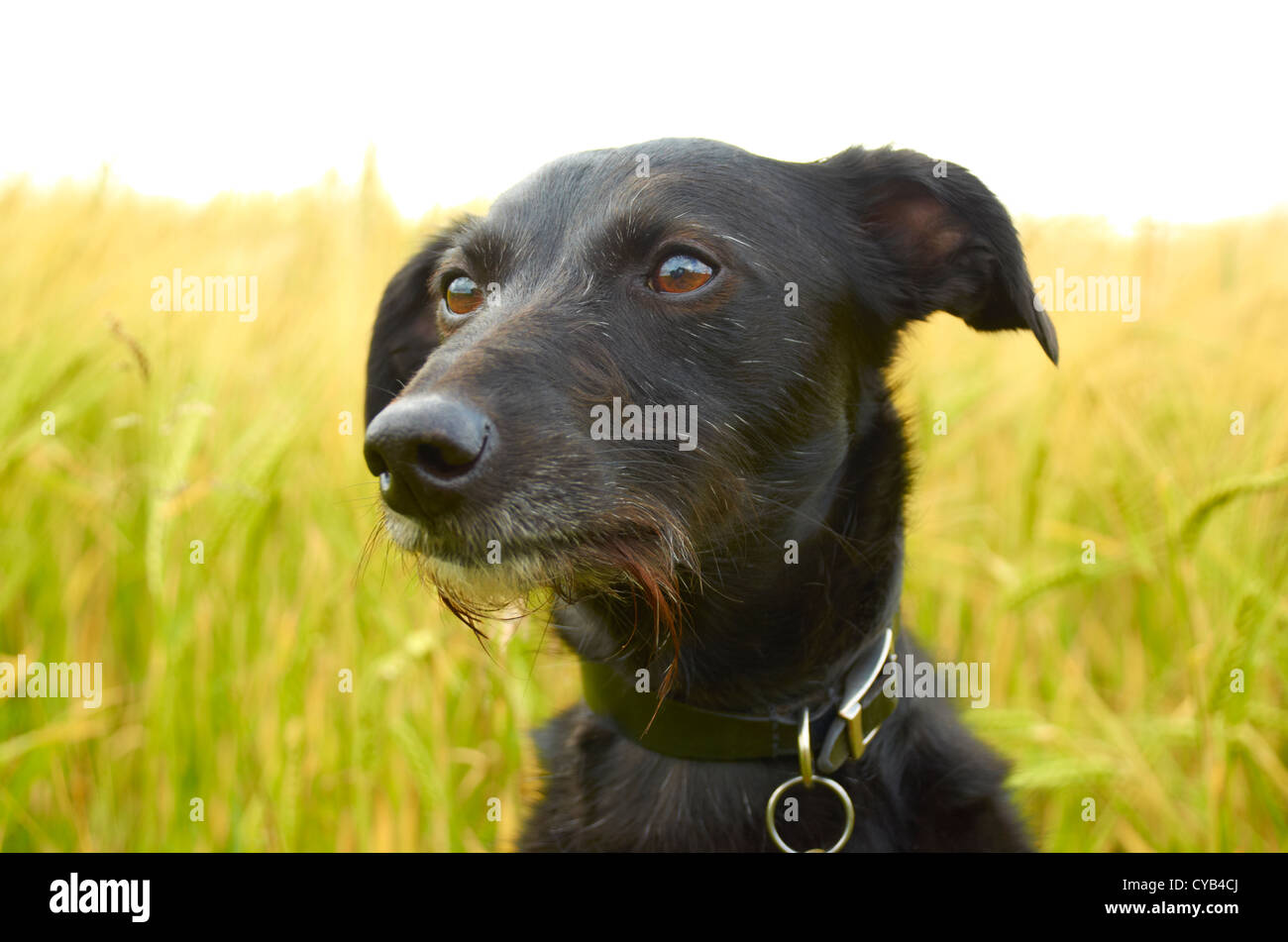 Alfie the lurcher / whippet cross Stock Photo - Alamy