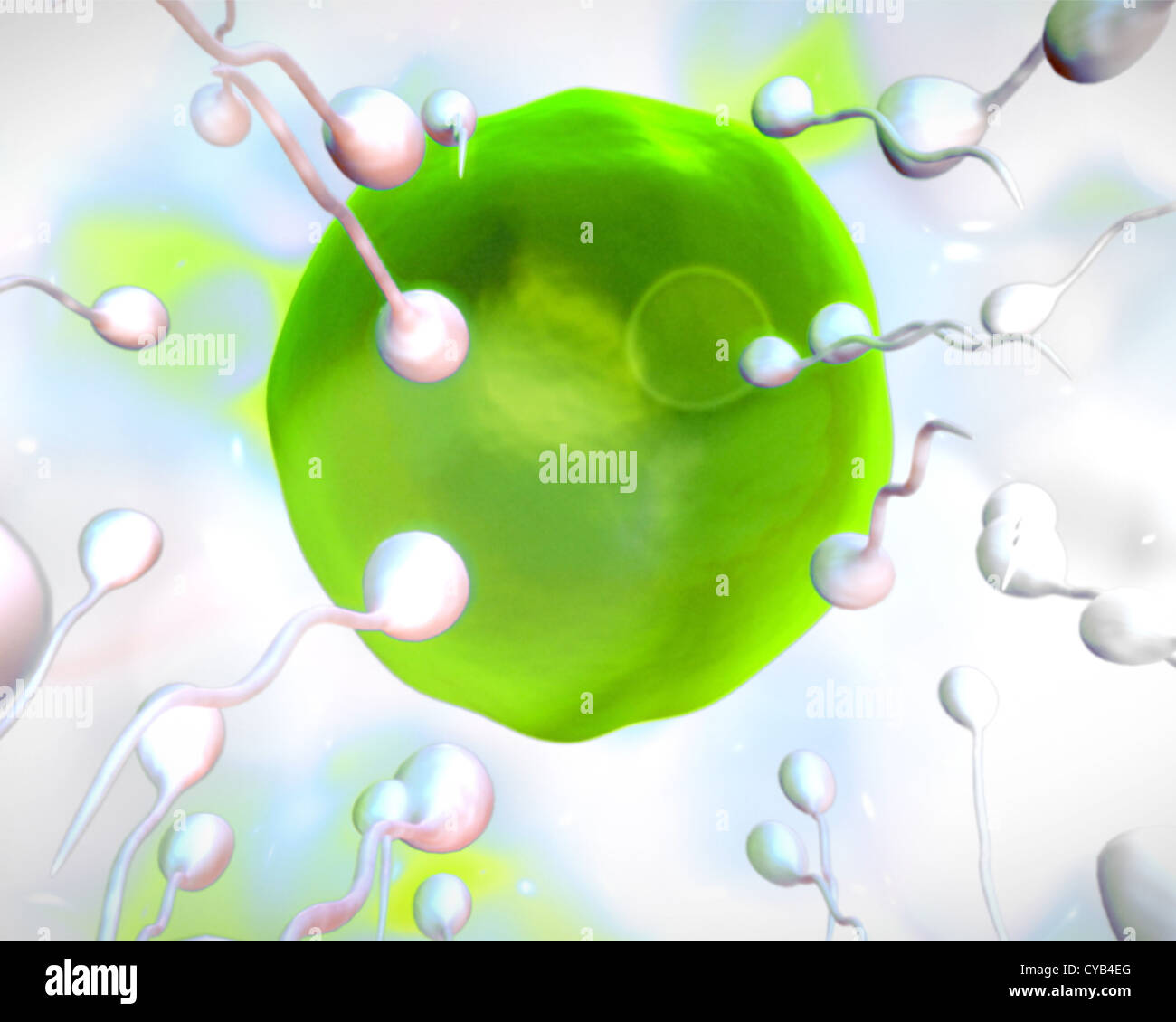 Green egg being fertilized Stock Photo - Alamy